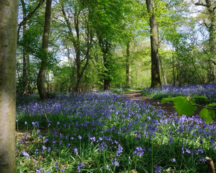 Bluebell Walks at Hedingham Castle | Essex Tourist Guide