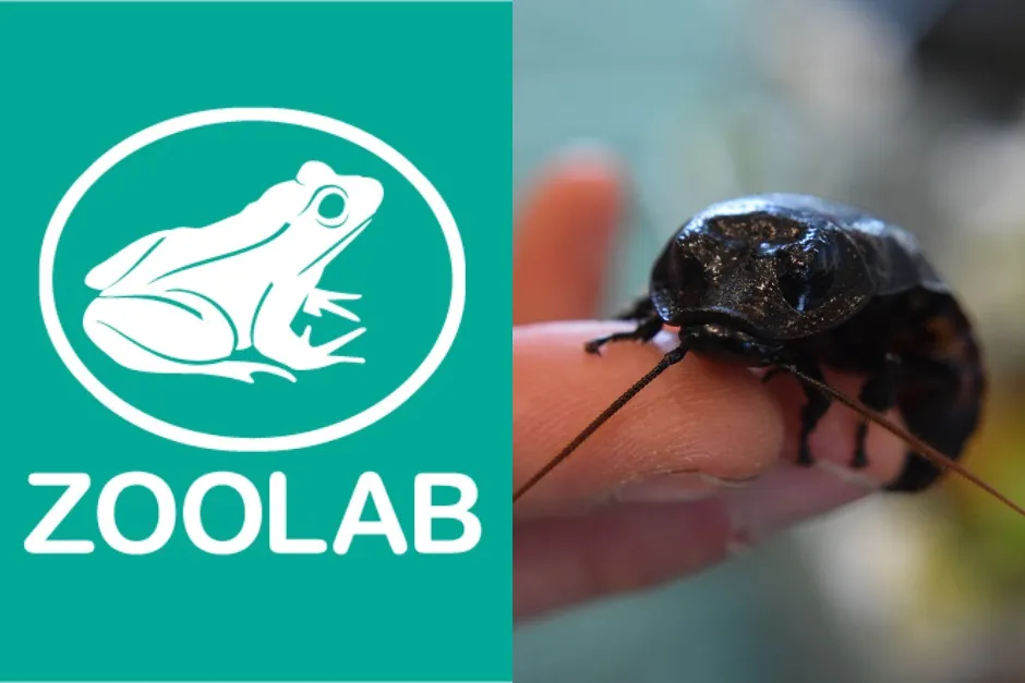 ZooLab Minibeast Sessions at Hyde Hall | Essex Tourist Guide