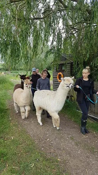 Alpaca Walking Experience - Includes Pygmy Goat Experience too! | Essex ...
