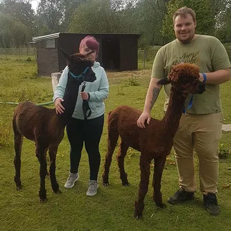 Alpaca Walking Experience - Includes Pygmy Goat Experience too! | Essex ...