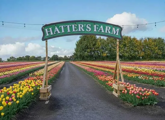 Hatter's Farm Tulip Festival | Essex Tourist Guide