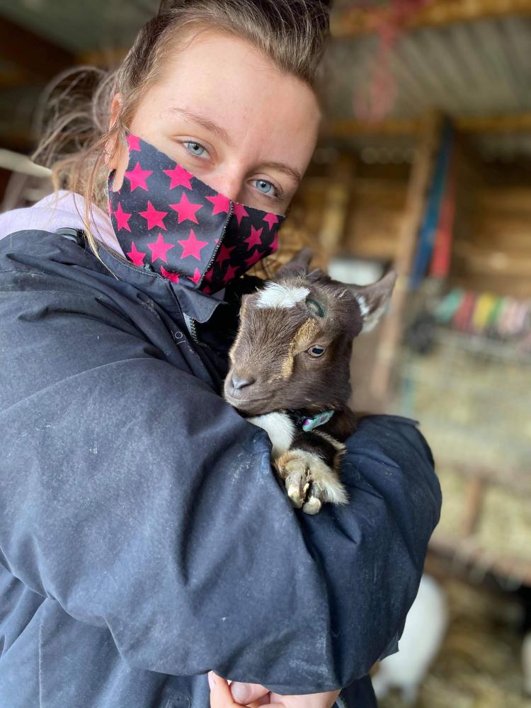 Alpaca Walking Experience including meeting the Pygmy Goats | Essex ...
